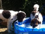 10 Tips To Keep Hot Dogs Cool In The Heat – World Wide Walkies