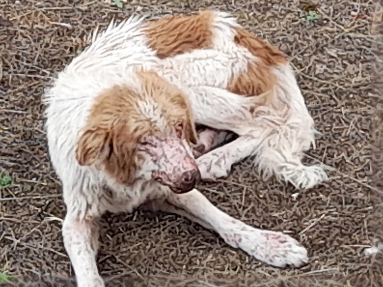 How To Prevent Leishmaniasis In Your Dog When Travelling In Europe ...